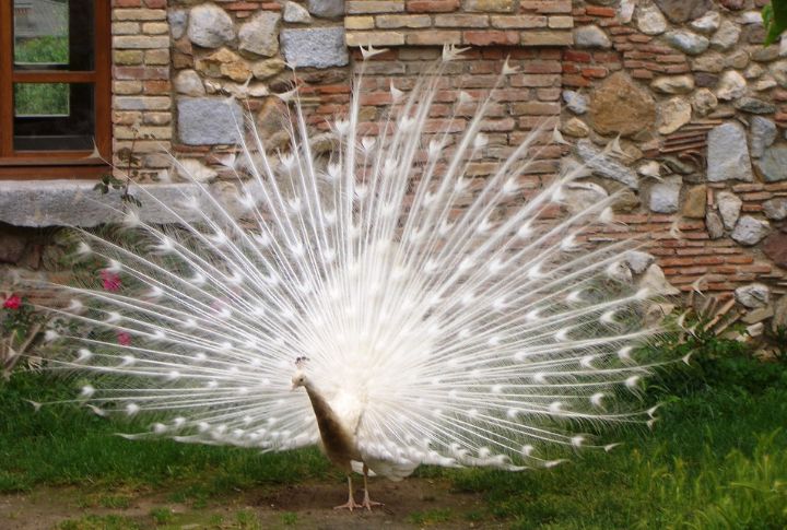 15 beautiful animals that will take your breath away