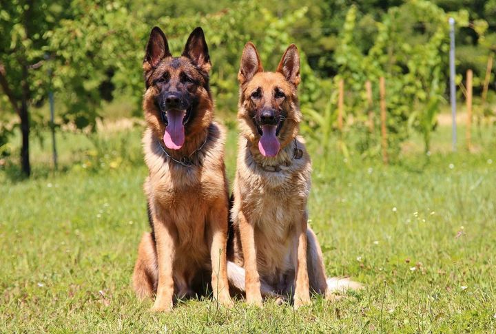 15 reasons why German shepherds are awesome