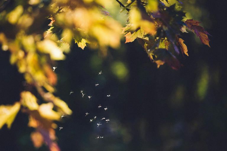 Ticks, Flys, Mosquitoes and More Will Be Swarming Popular U.S ...