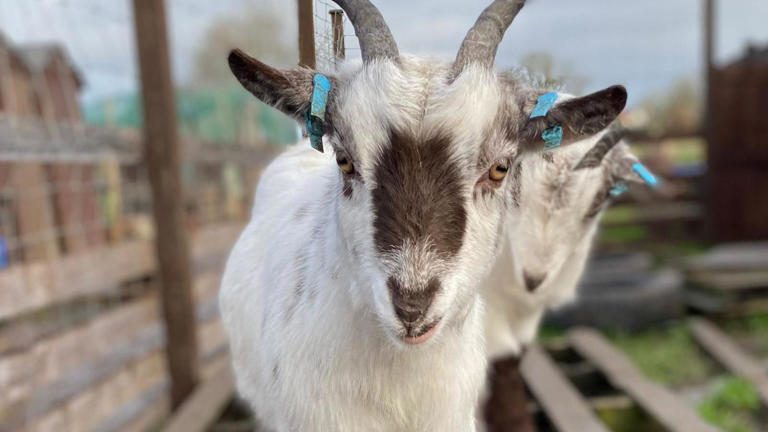 Farmer 'devastated' at theft of pygmy goat Archie