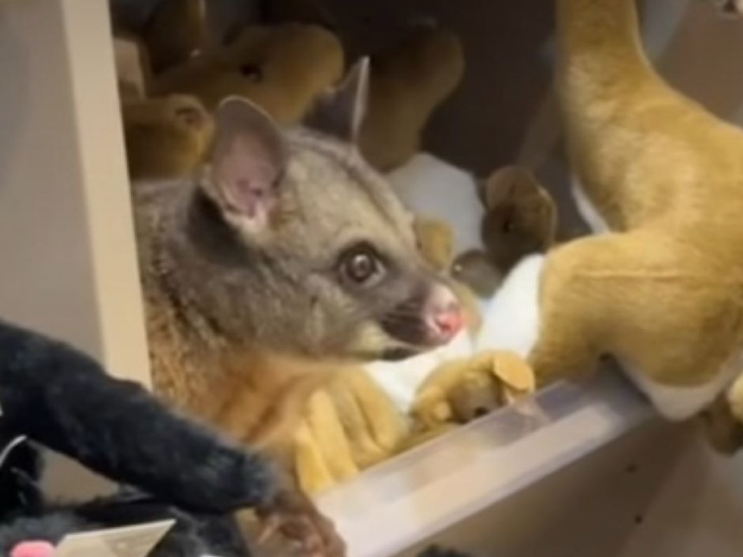 Hidden among stuffed animals: A real possum surprises customers