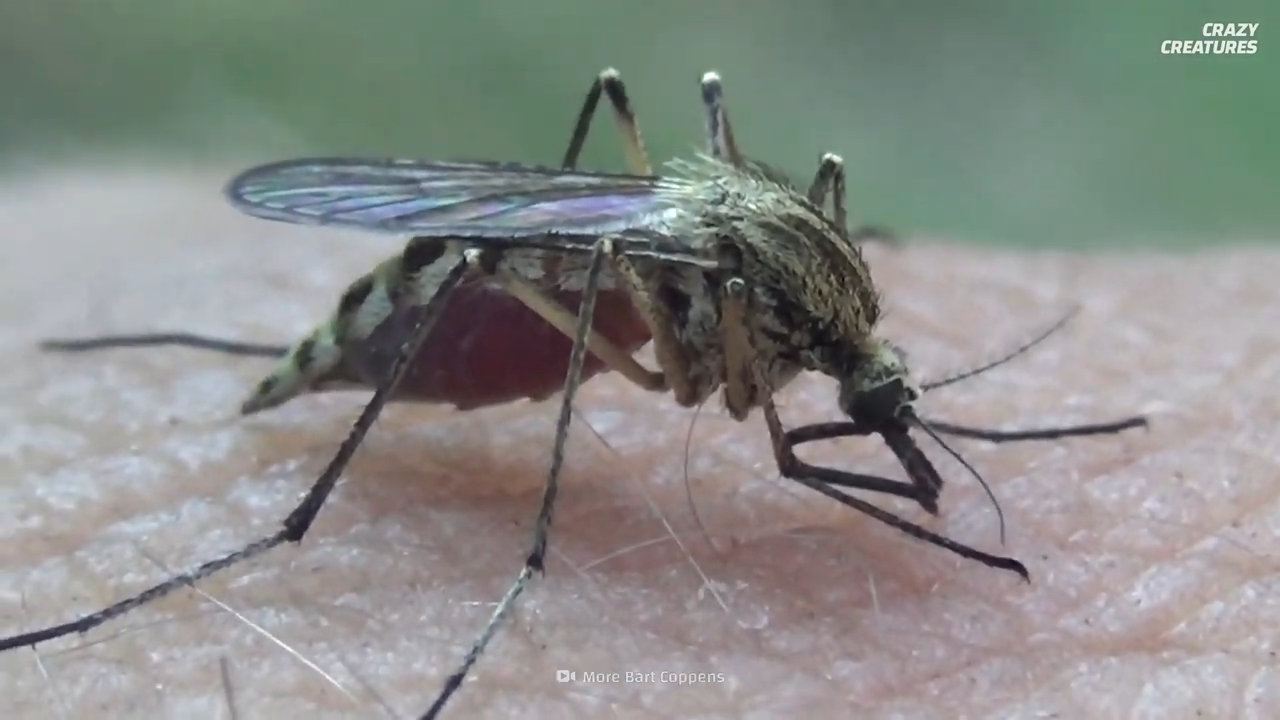 Watch what happens when mosquitoes detect humans using heat and carbon ...