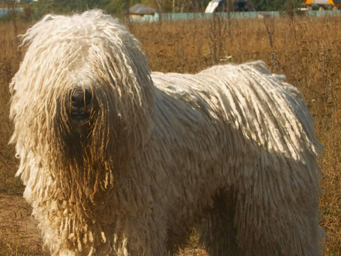 15 big dogs that are gentle with tiny pets