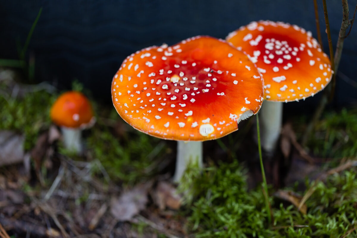 15 poisonous mushrooms you must avoid