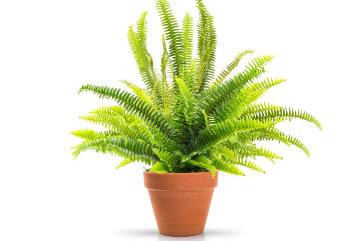 15 plants that can thrive in the shade