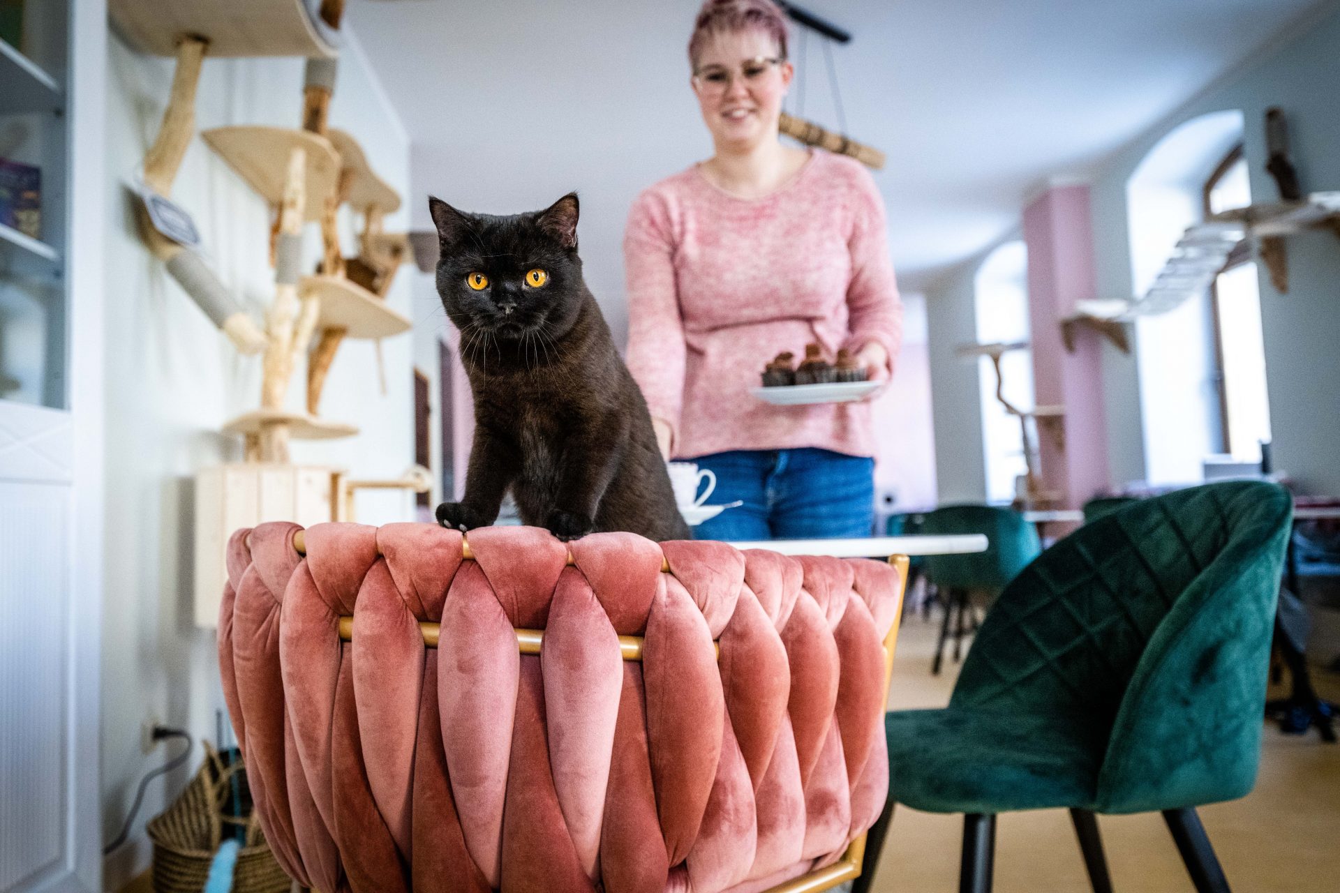 Le chat : l'animal domestique préféré de la Gen Z