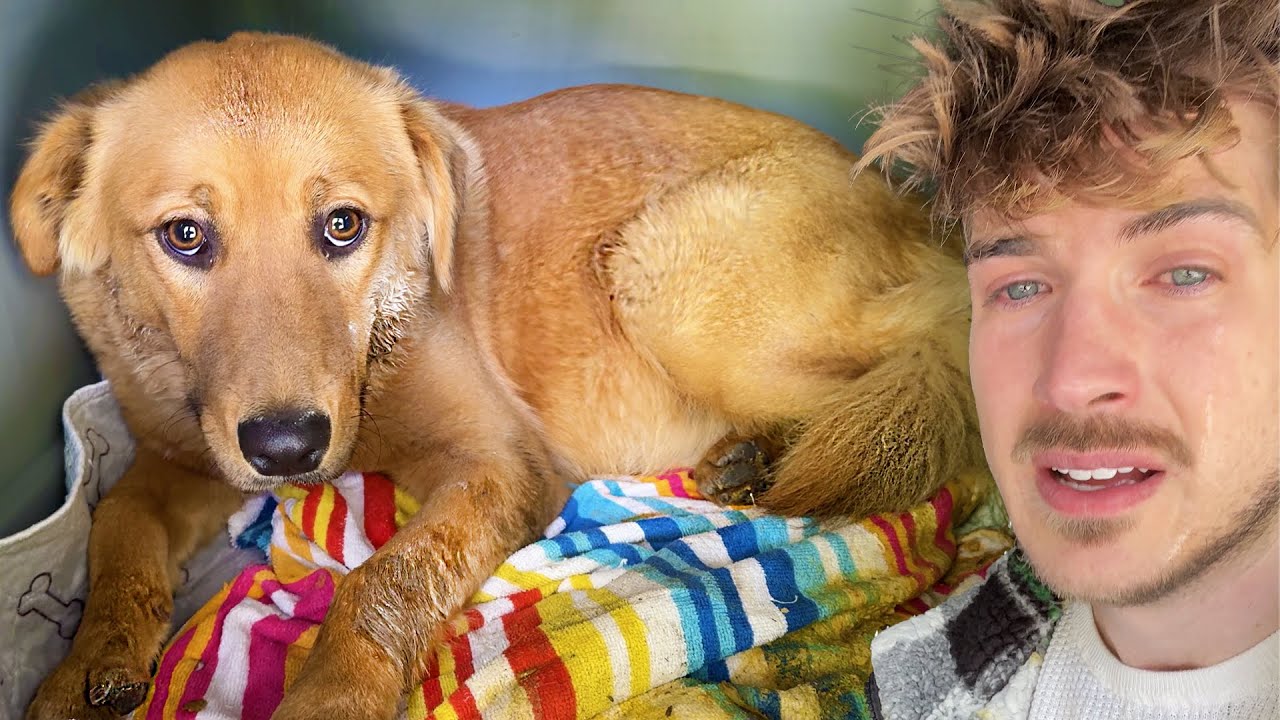 One hero rescues an abandoned and abused golden retriever