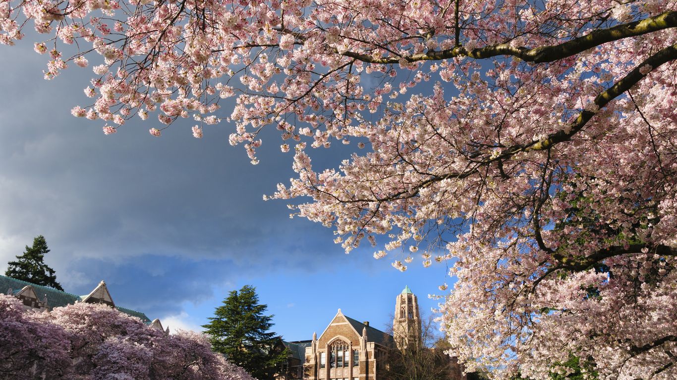 Seattle cherry blossoms near peak bloom across the city