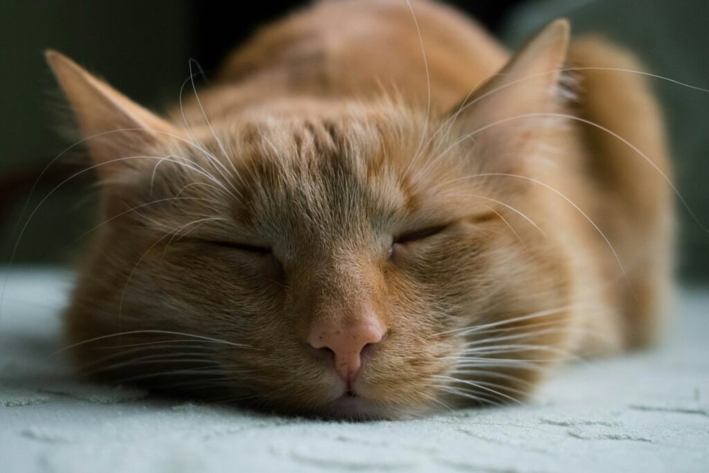 30 signs your cat is in pain