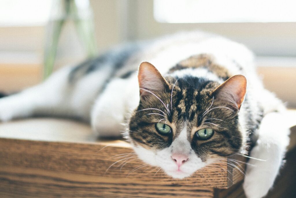 30 signs your cat is in pain