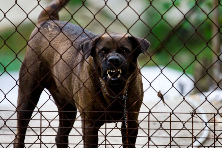 12 warning signs that a dog may attack