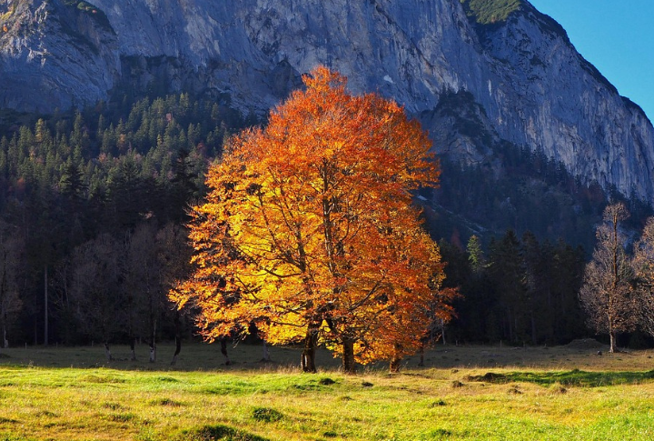 20 American trees at risk of disappearing forever