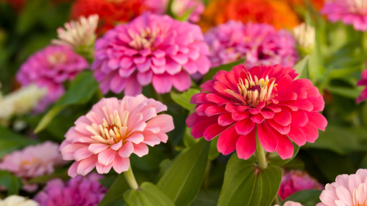 Gardening tips: 10 best plants to attract pollinating insects to your ...