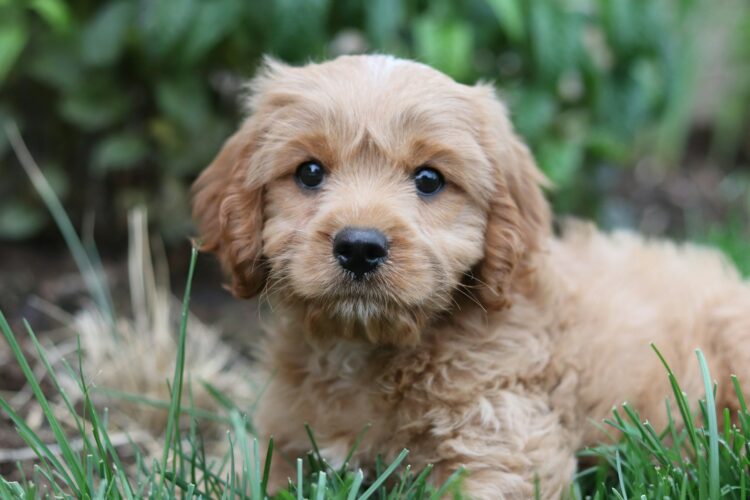 15 reasons why random dogs like you