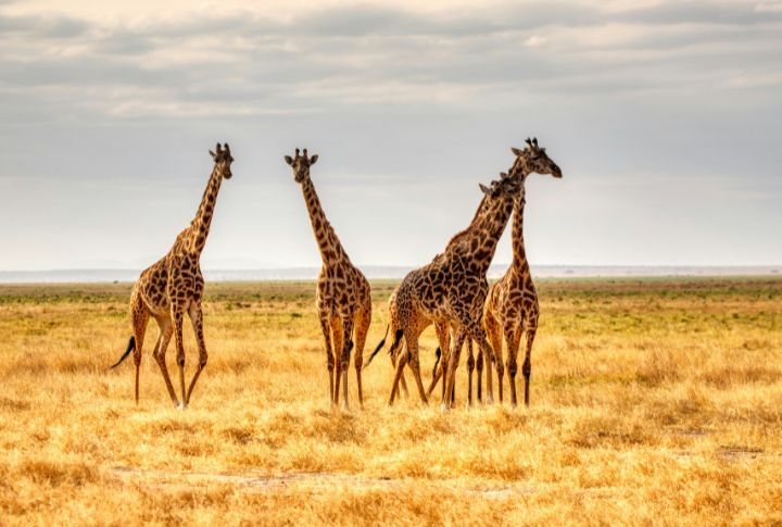 15 giraffe facts for every wildlife enthusiast