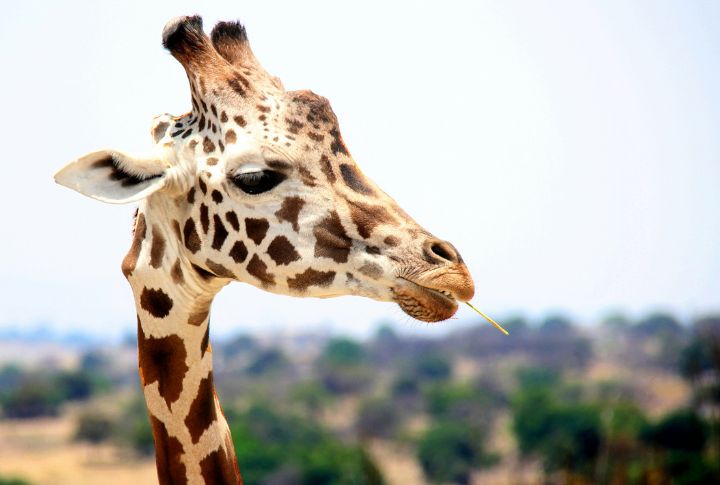 15 giraffe facts for every wildlife enthusiast