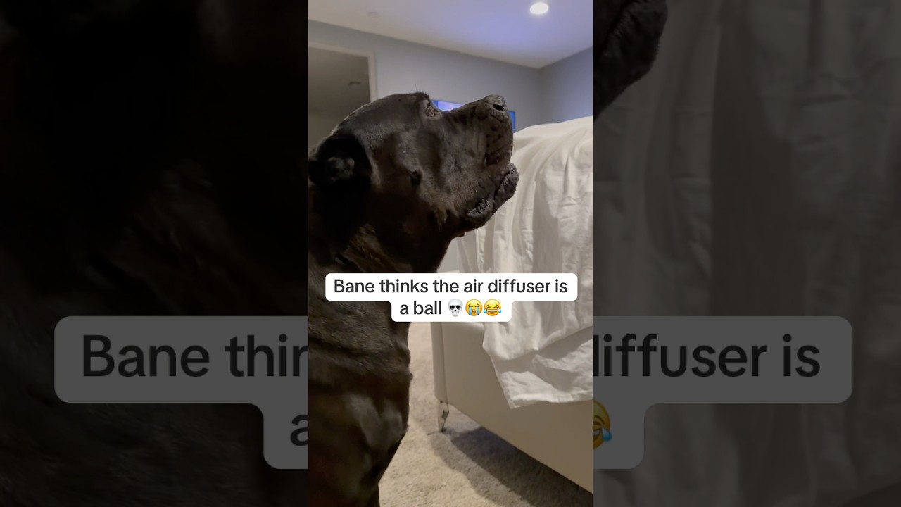 The truth about life with a massive protection breed dog