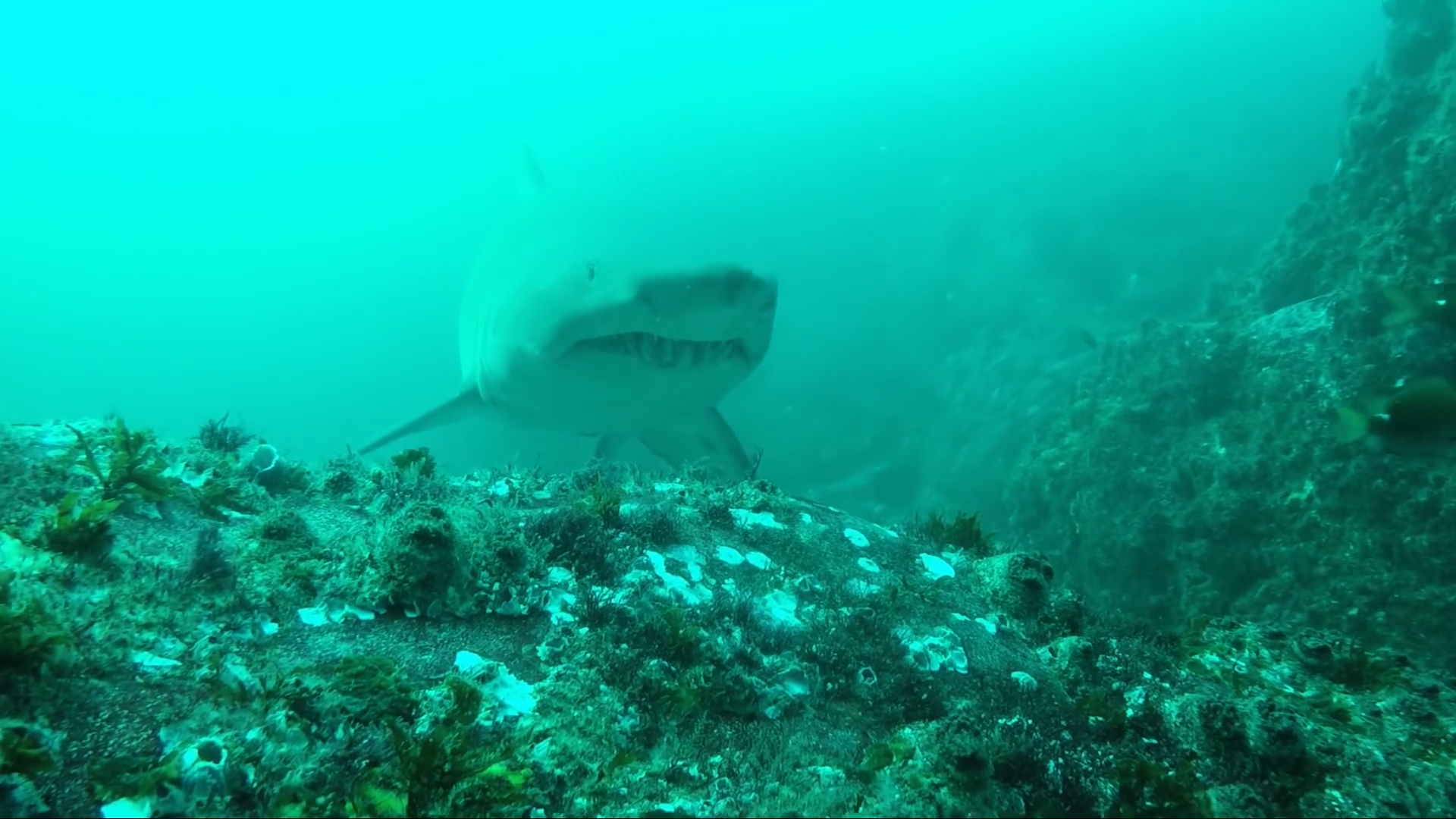 Trapped on a remote coast swimming with grey nurse sharks