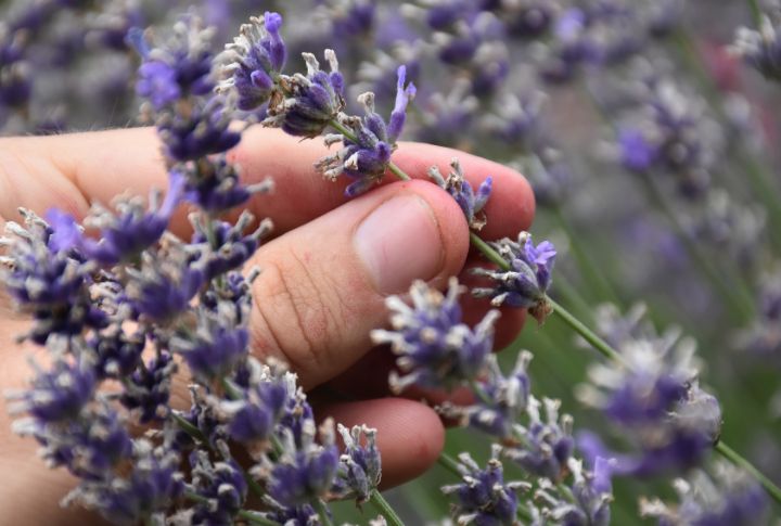 15 tips for growing lavender to create a delightfully fragrant garden