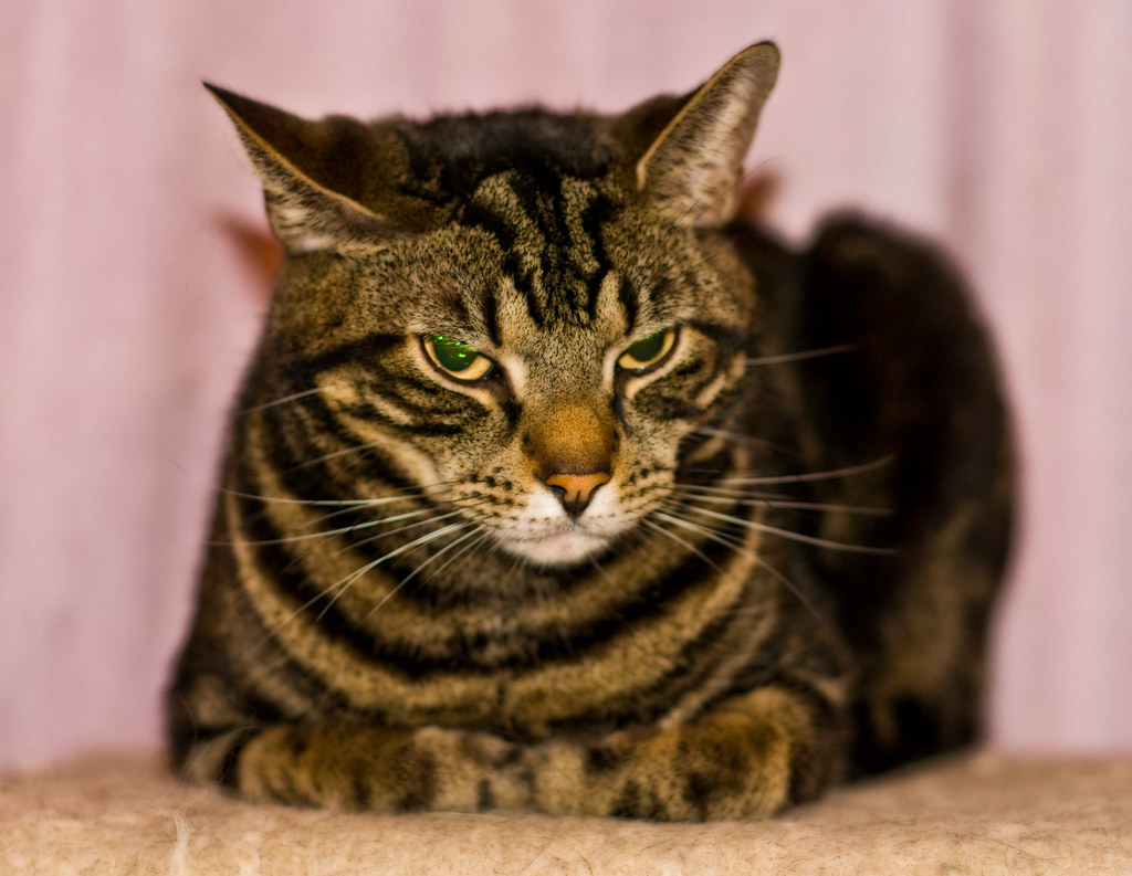 30 signs your cat is in pain