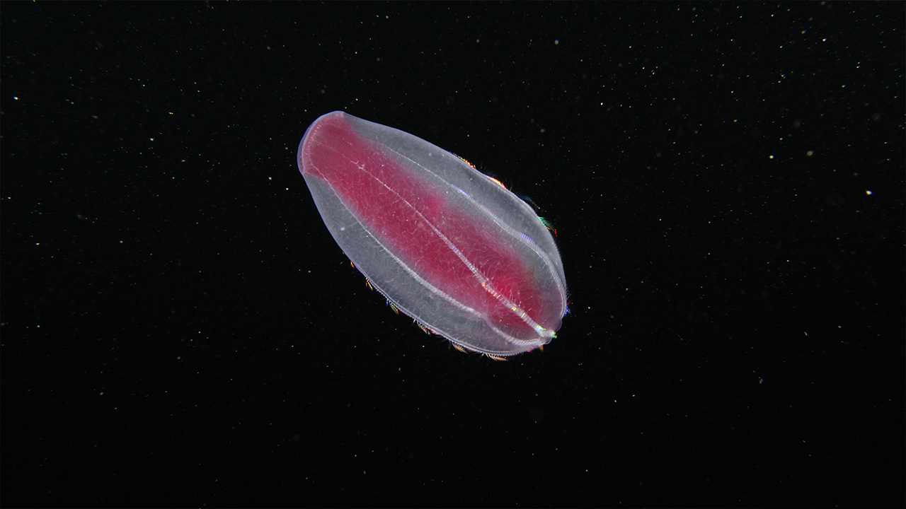 Feeding meditation | Cigar comb jelly (Beroe) attacks & swallows its prey