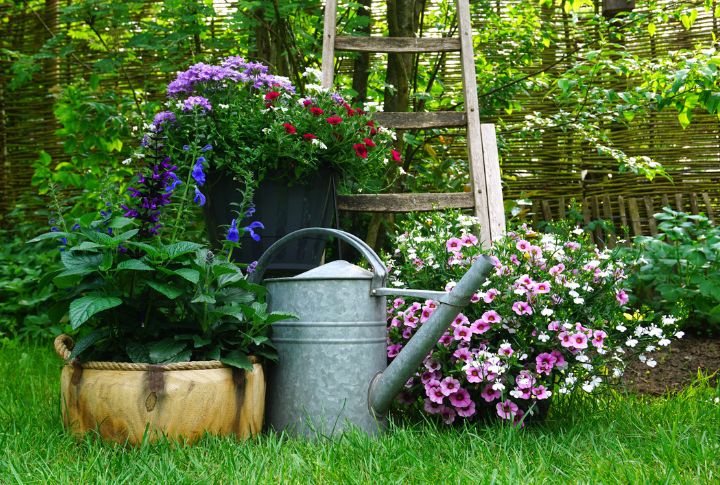 15 plants that can thrive in the shade