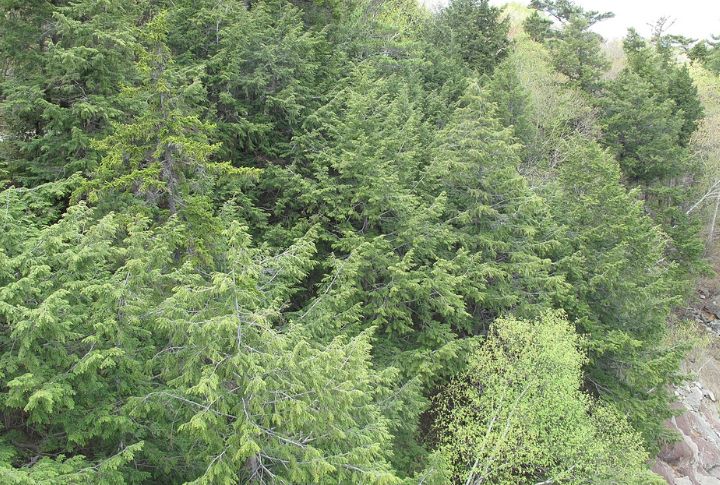 20 American trees at risk of disappearing forever