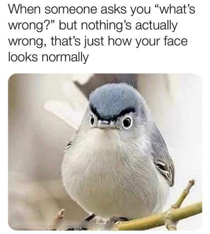 23 peck-tacular bird memes to lift your mood sky-high