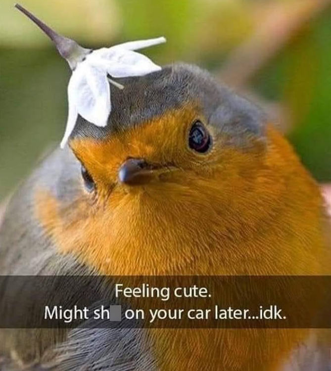 23 peck-tacular bird memes to lift your mood sky-high
