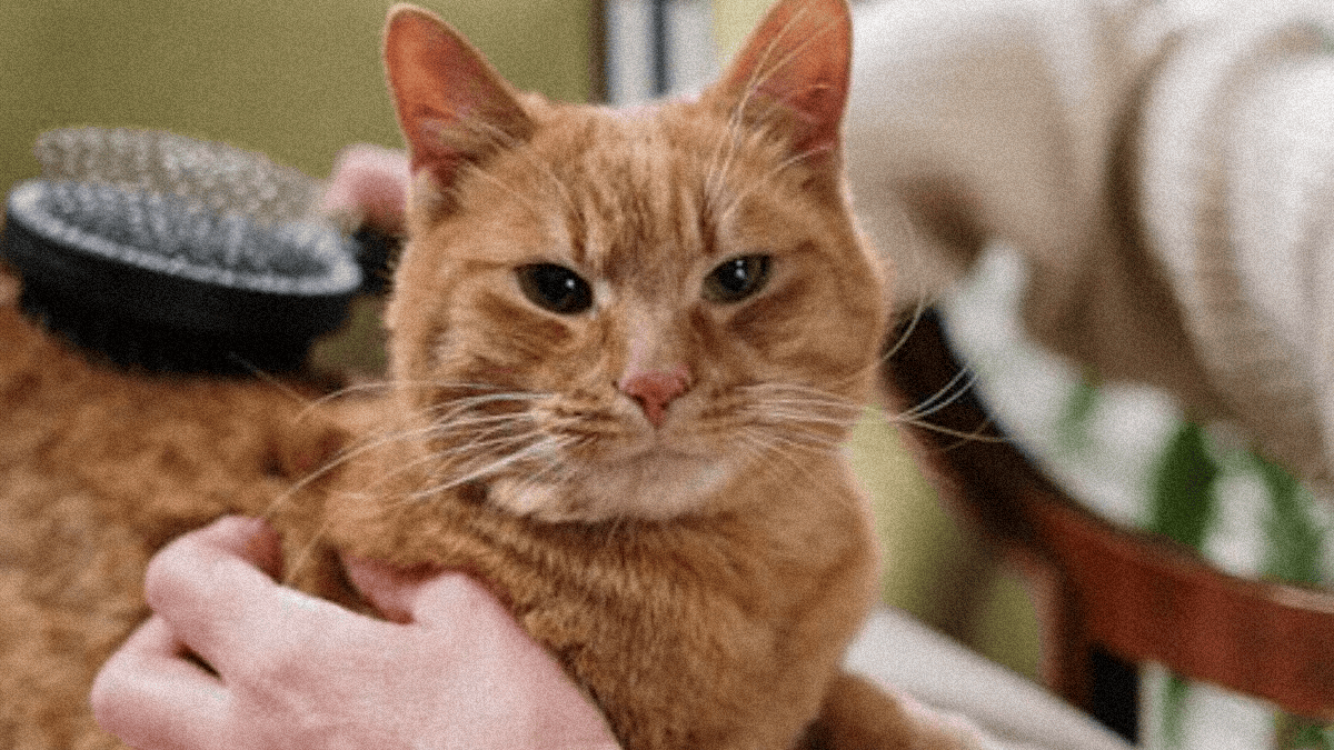 15 things cats do that could affect humans