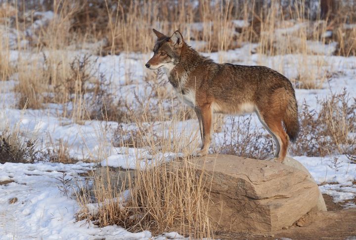 10 realities that prove coyotes know what they're doing