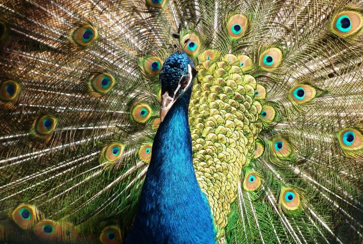 15 beautiful animals that will take your breath away