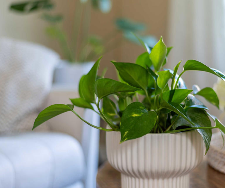 What your pothos needs in June for longer, brighter vines: 3 tasks to ...