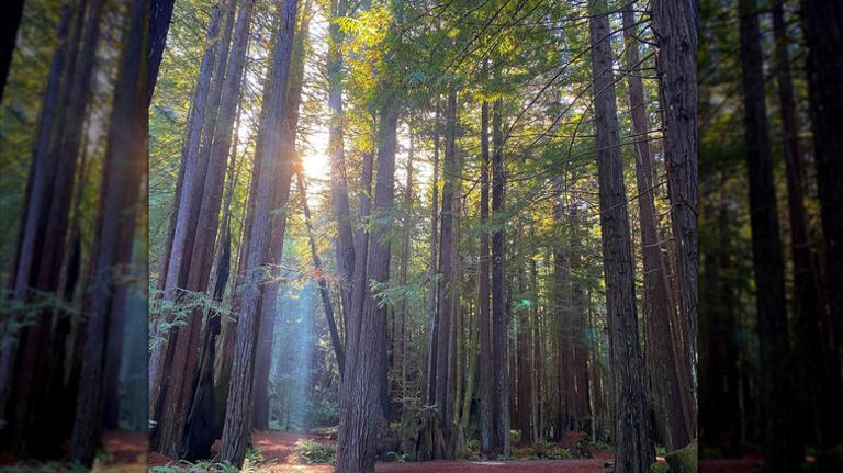 Outside Fort Bragg is a California state park offering a lush redwood ...