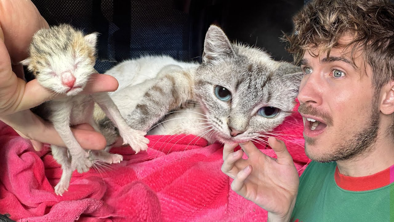 Rescue cat unexpectedly gives birth to a beautiful litter