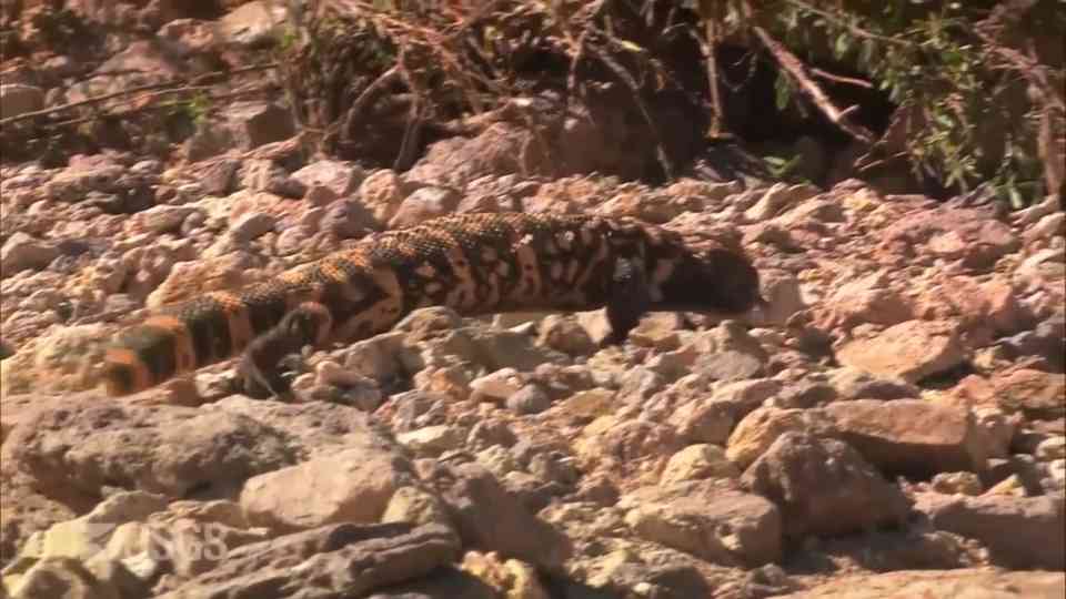 A tiny animal uses venom instead of strength