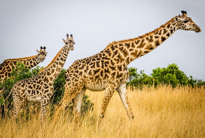 15 giraffe facts for every wildlife enthusiast