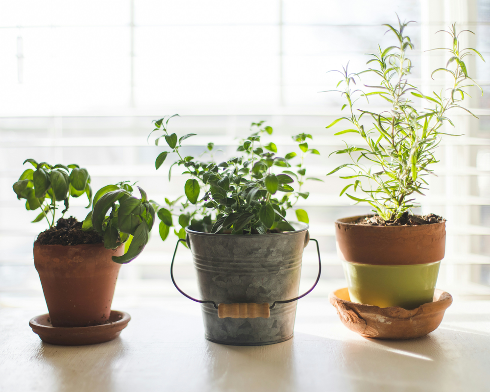 Herbs and spices 101 comes to Freeport with June 10 cooking class