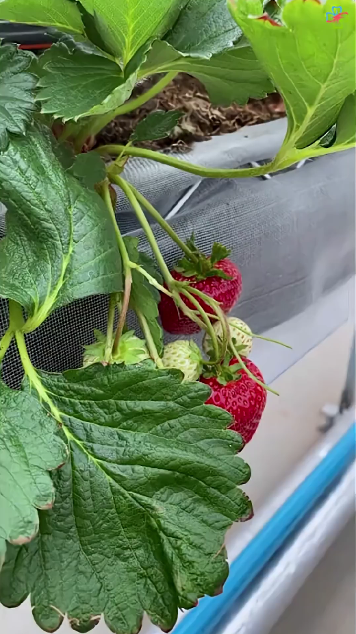 Harvesting sweet strawberries from your own garden