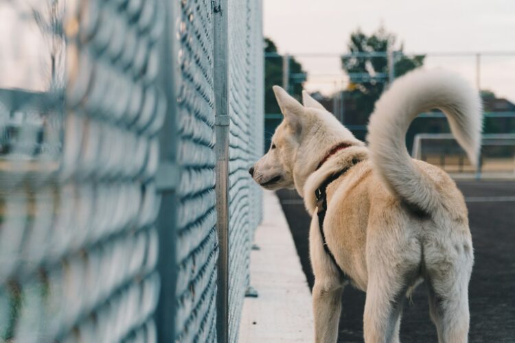 12 warning signs that a dog may attack