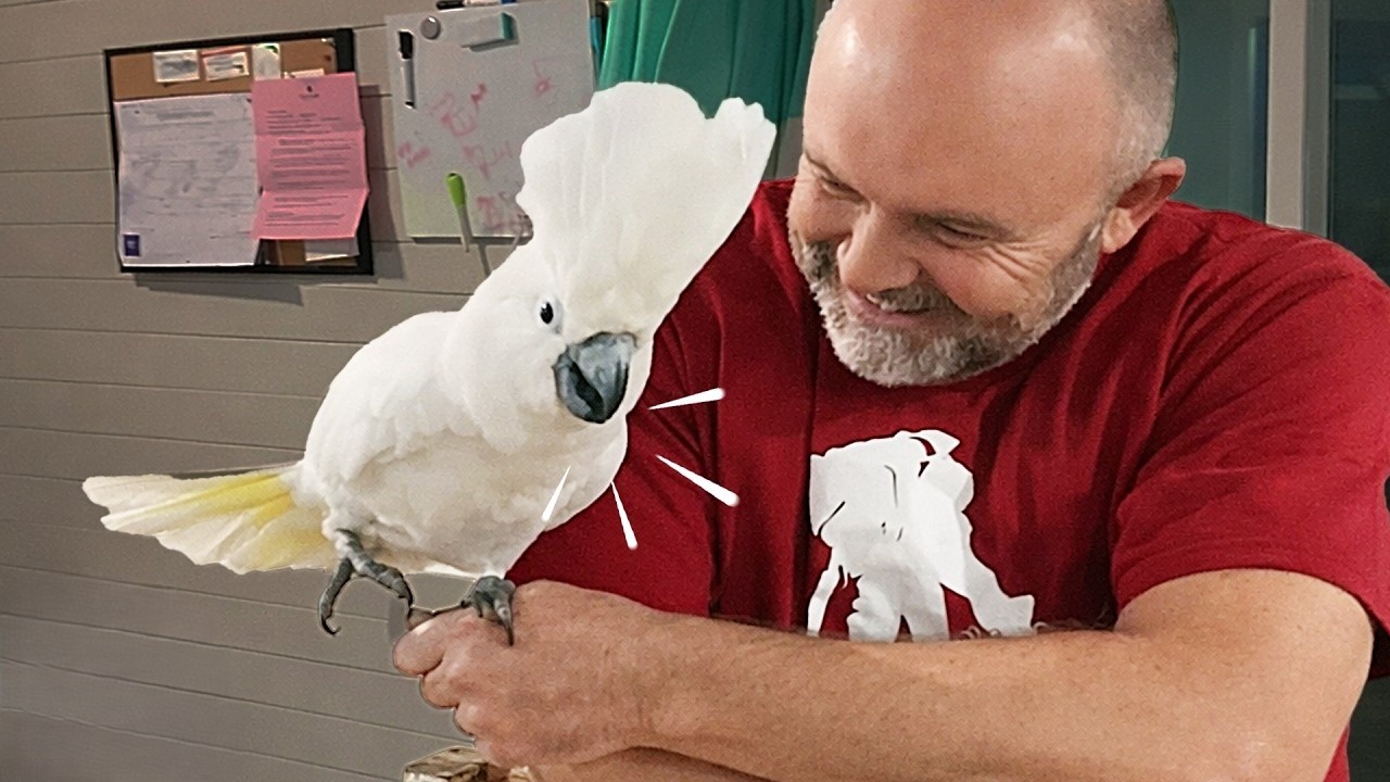 Talking parrot chooses dad - and won’t stop calling for him