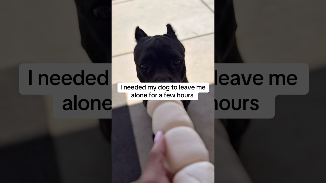 What I give my dog when I need him to leave me alone for hours