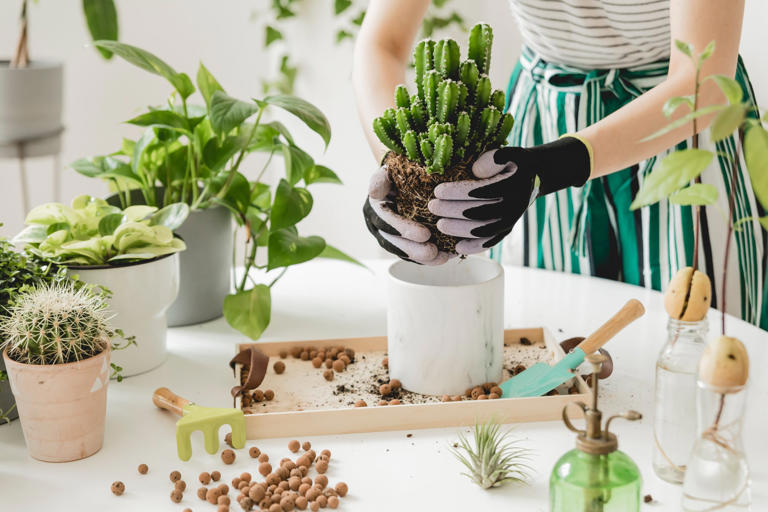Swallowing pieces of silk, eating cacti or just 1 meal a day – all in ...