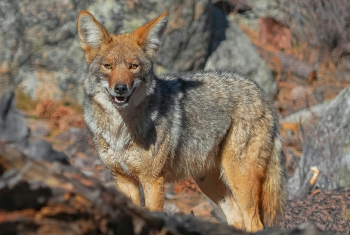 10 realities that prove coyotes know what they're doing