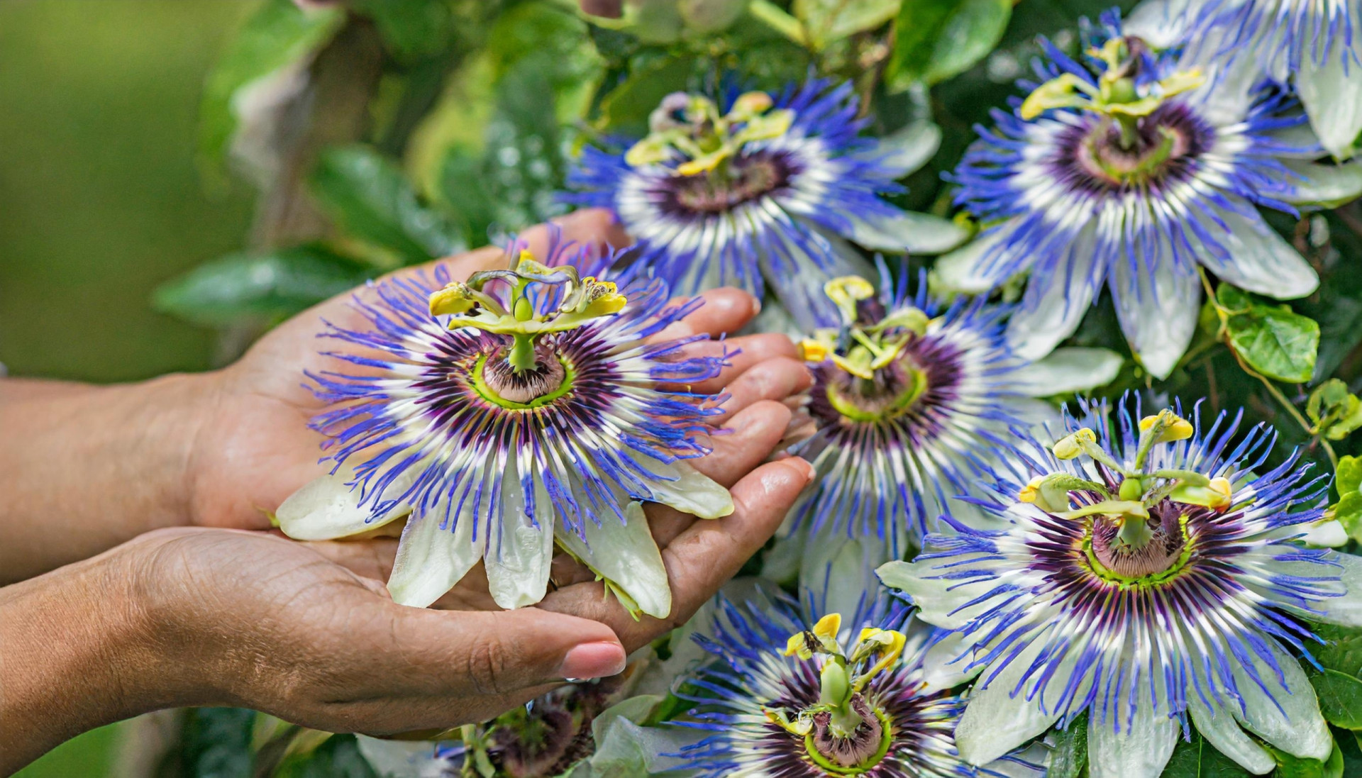 The world's weirdest flowers