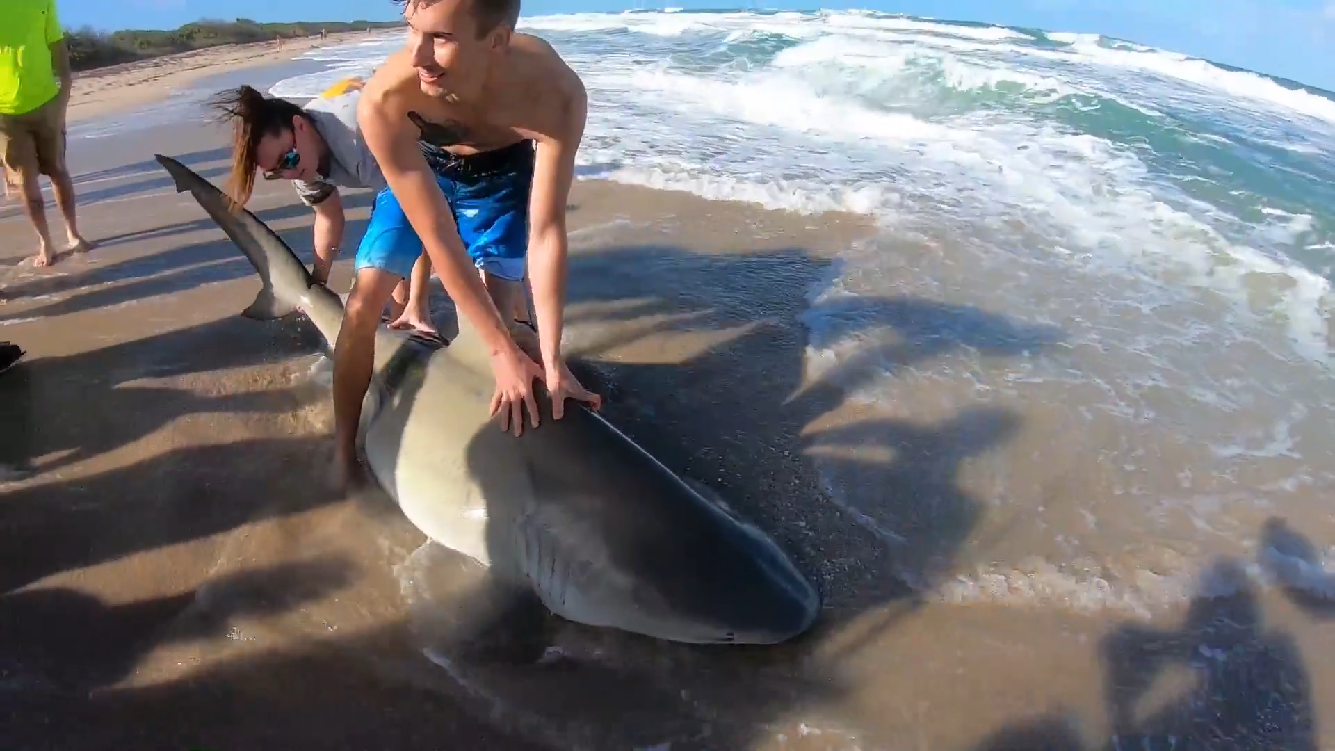 This shark didn't want to be rescued - but she fought back