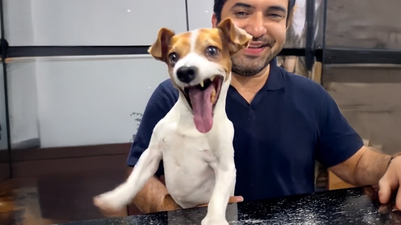 Silly dogs act like absolute clowns in hilarious compilation
