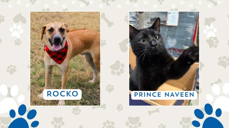 Perfect pet: Meet Rocko and Prince Naveen!