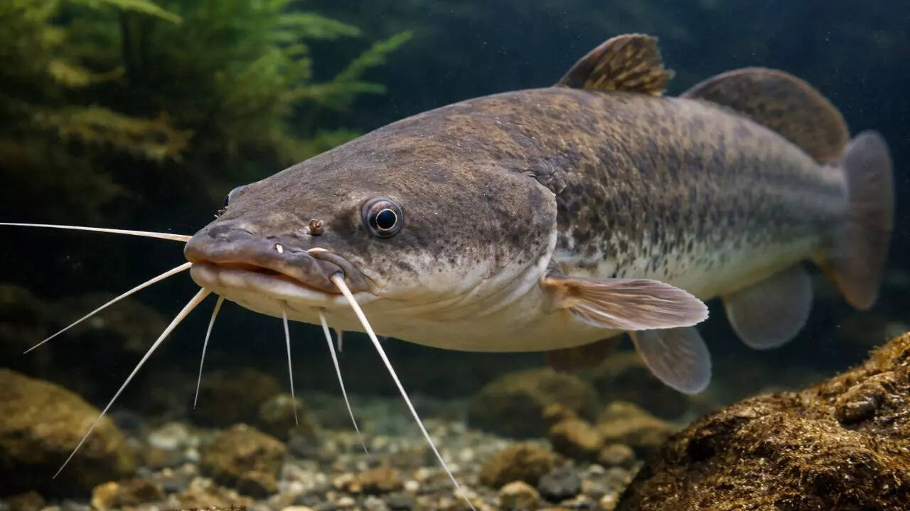 African sharptooth catfish seen walking on land; viral night footage ...
