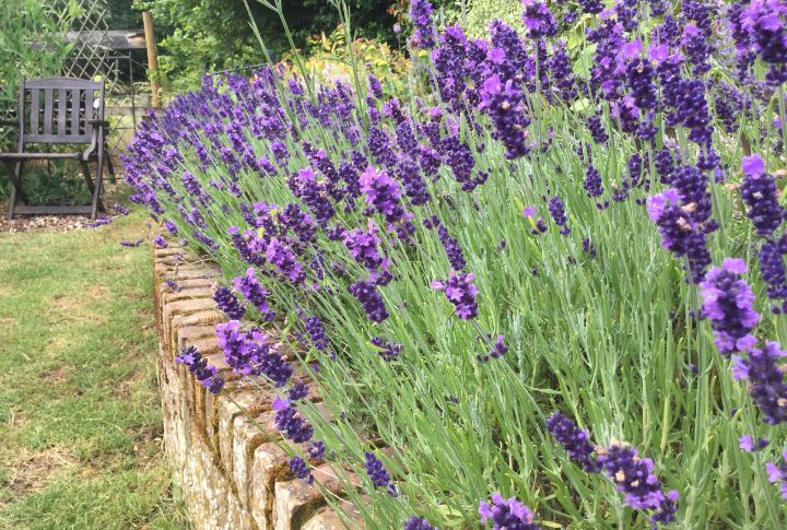 15 tips for growing lavender to create a delightfully fragrant garden